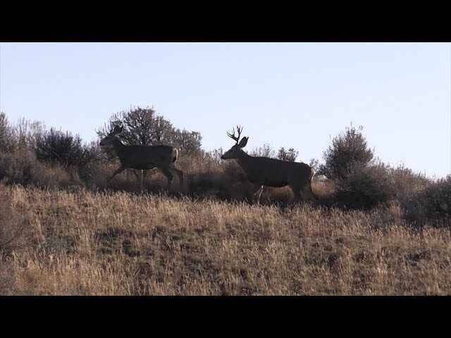 Deer Season opens Saturday | News | ncwlife.com