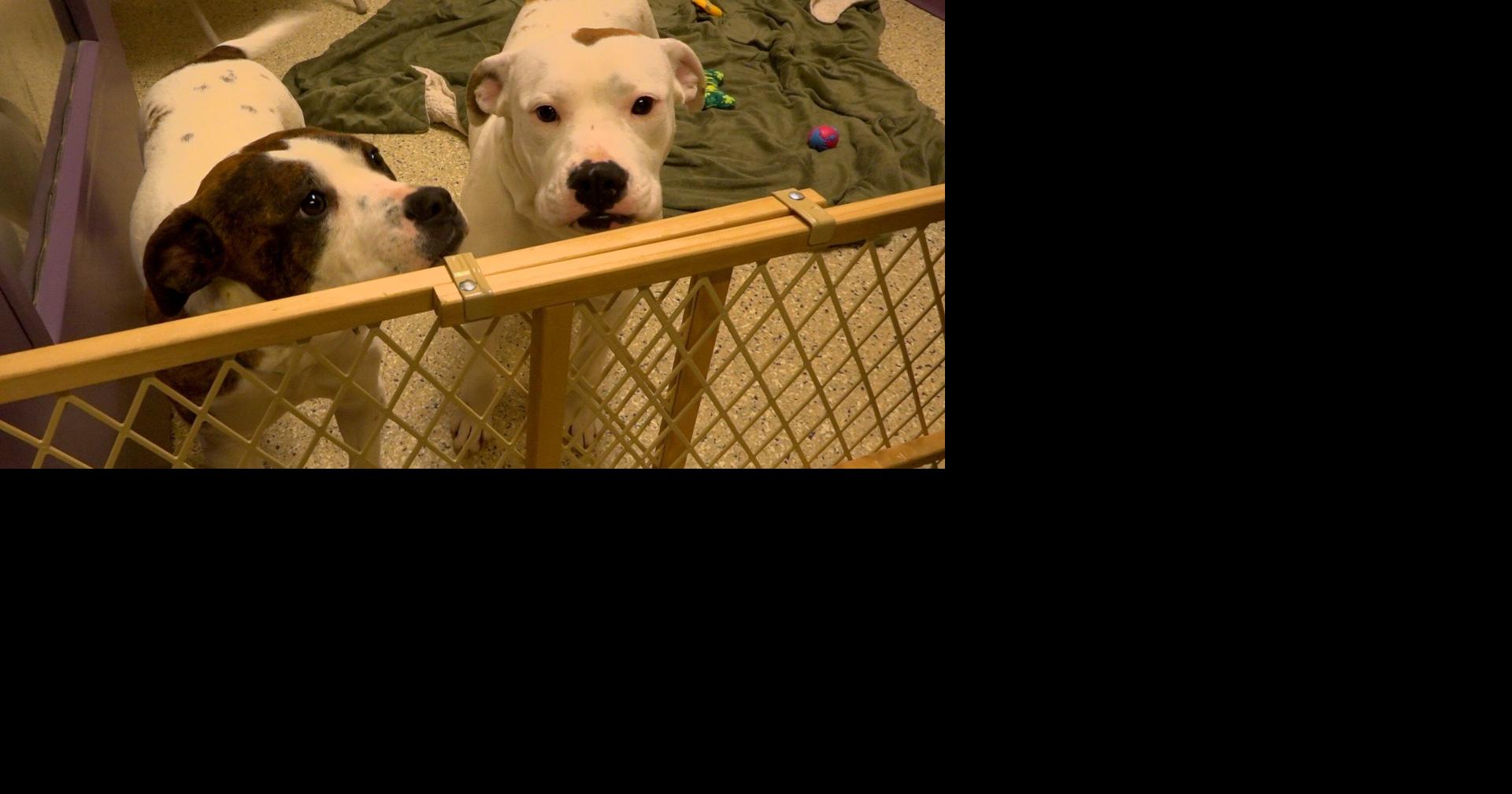 Paws for Pets: Abigail & Squishmellow | News | ncwlife.com