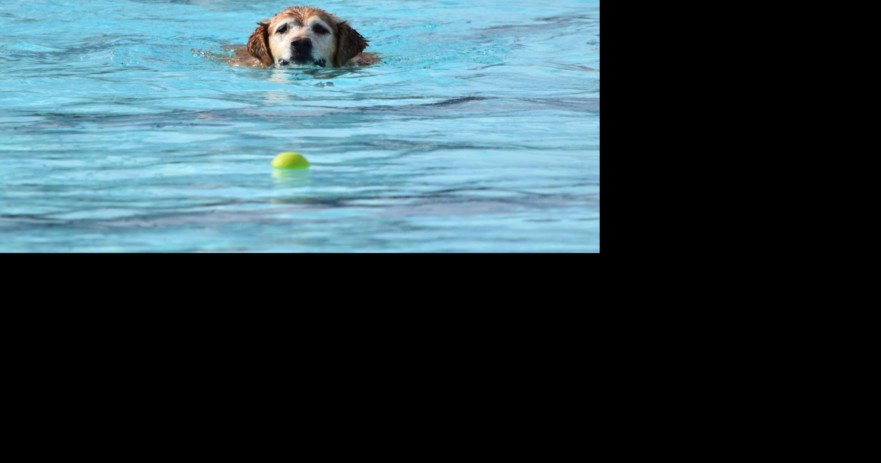 Wenatchee pool's Doggie Paddle Swim is Saturday | Wenatchee Valley ...
