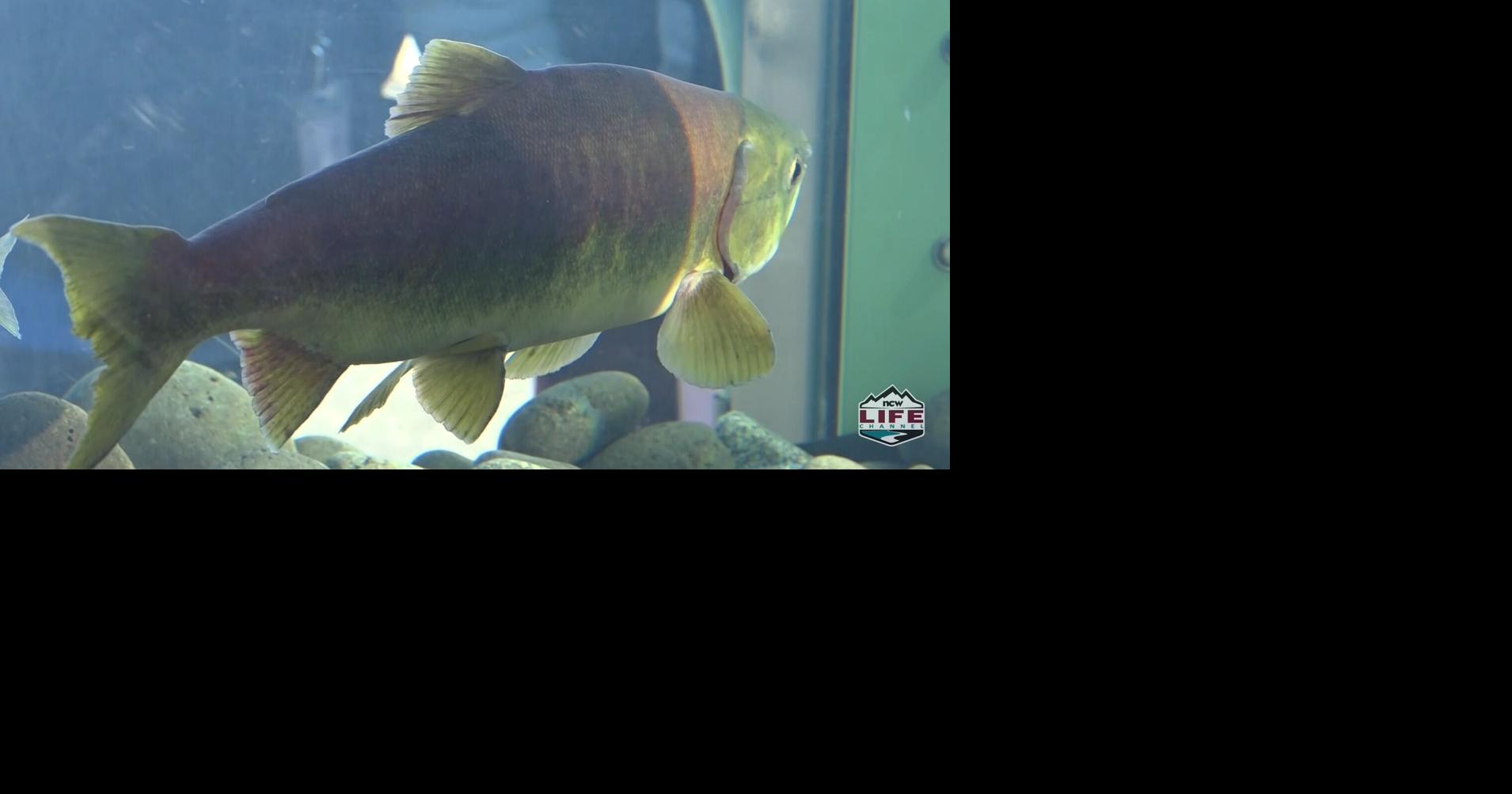 Salmon recovery in North Central Washington falling short of goals ...