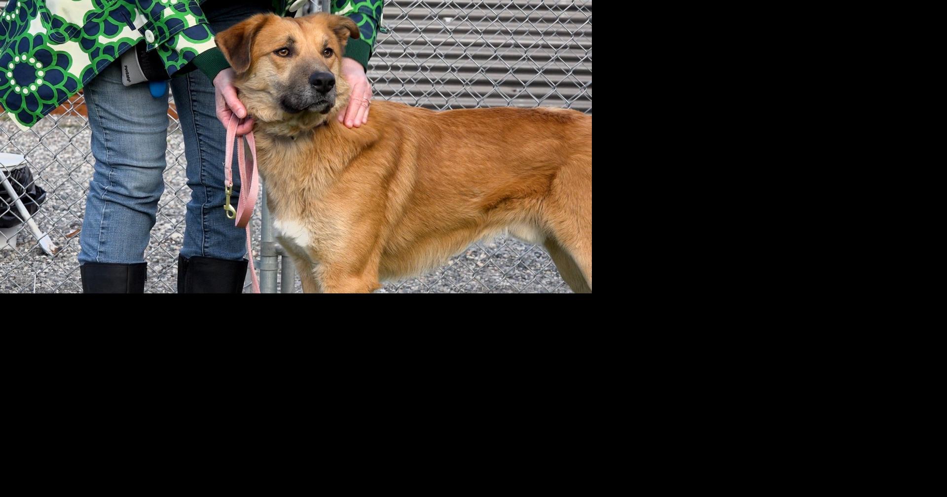 Paws for Pets: Wilson the Dog | News | ncwlife.com