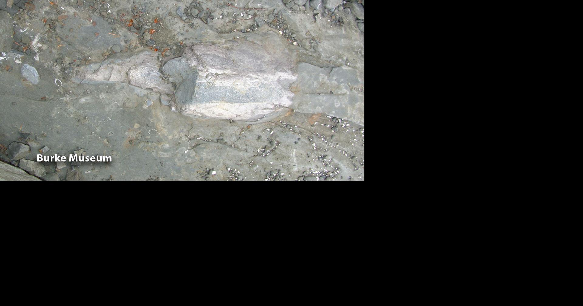 Legislature endorses Suciasaurus rex as Washington's official dinosaur ...