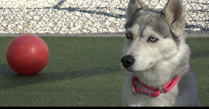 Paws for Pets: Lola the Dog | News | ncwlife.com