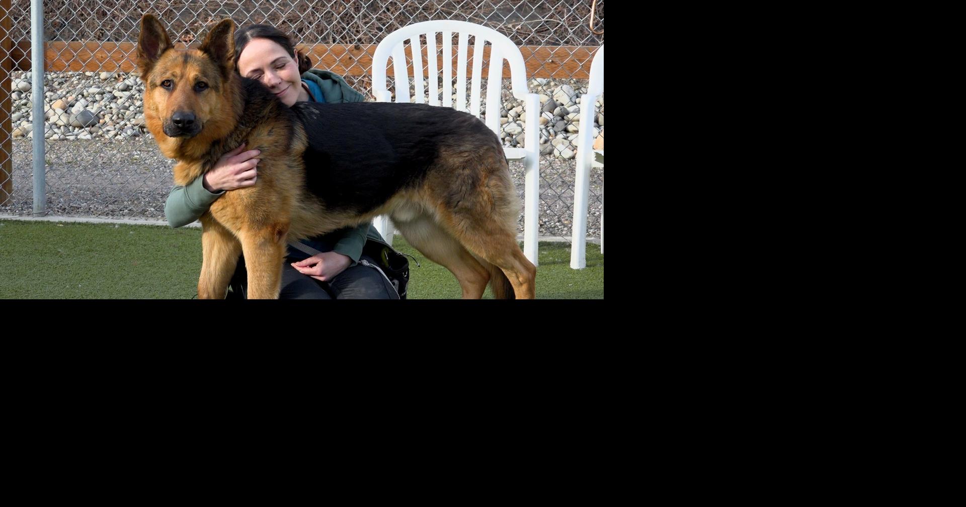 Paws for Pets: Apollo the Dog | Wenatchee Valley & NCW | ncwlife.com