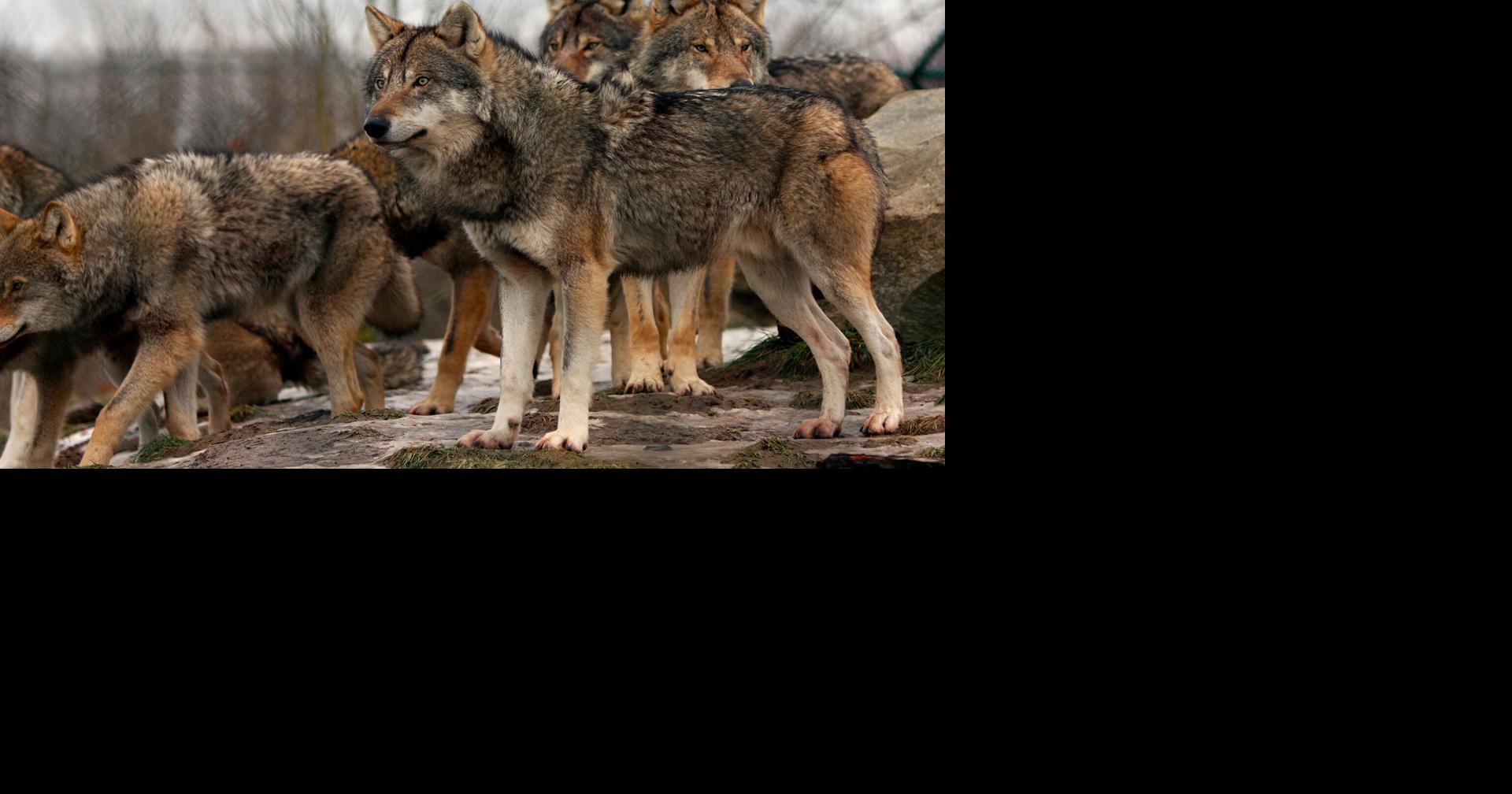 WDFW proposes reclassifying Washington gray wolves’ status from ...
