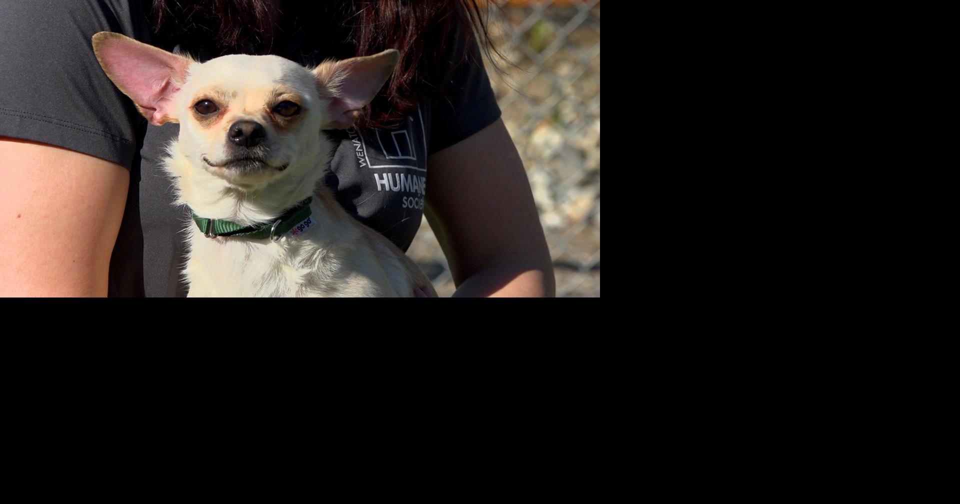 Paws for Pets: Jeremy the Dog | News | ncwlife.com