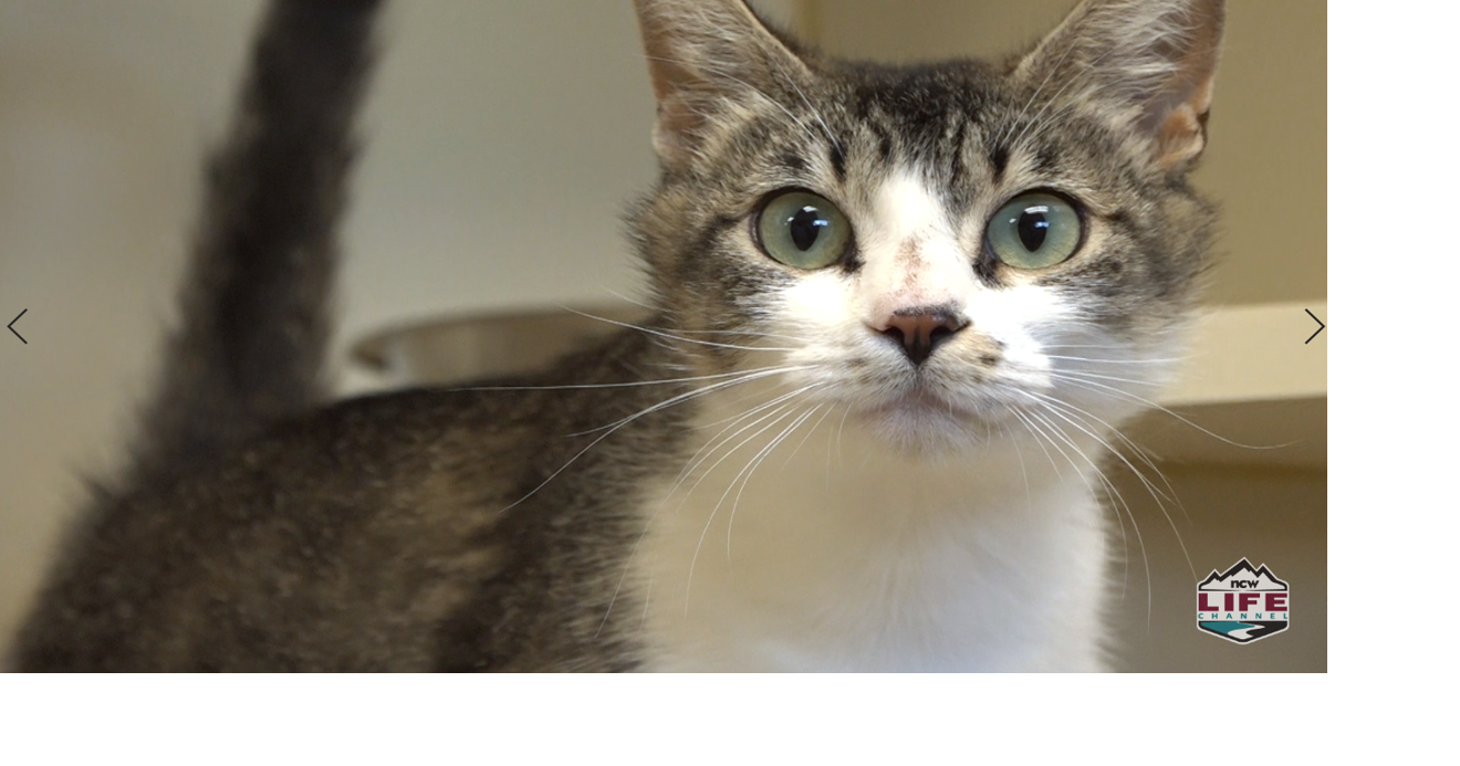 Paws For Pets – Lark | Wenatchee Valley & NCW | ncwlife.com