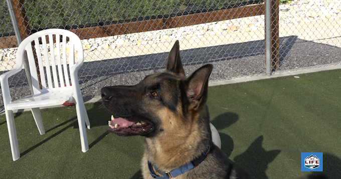 Paws for Pets: Meet Kimchi | News | ncwlife.com