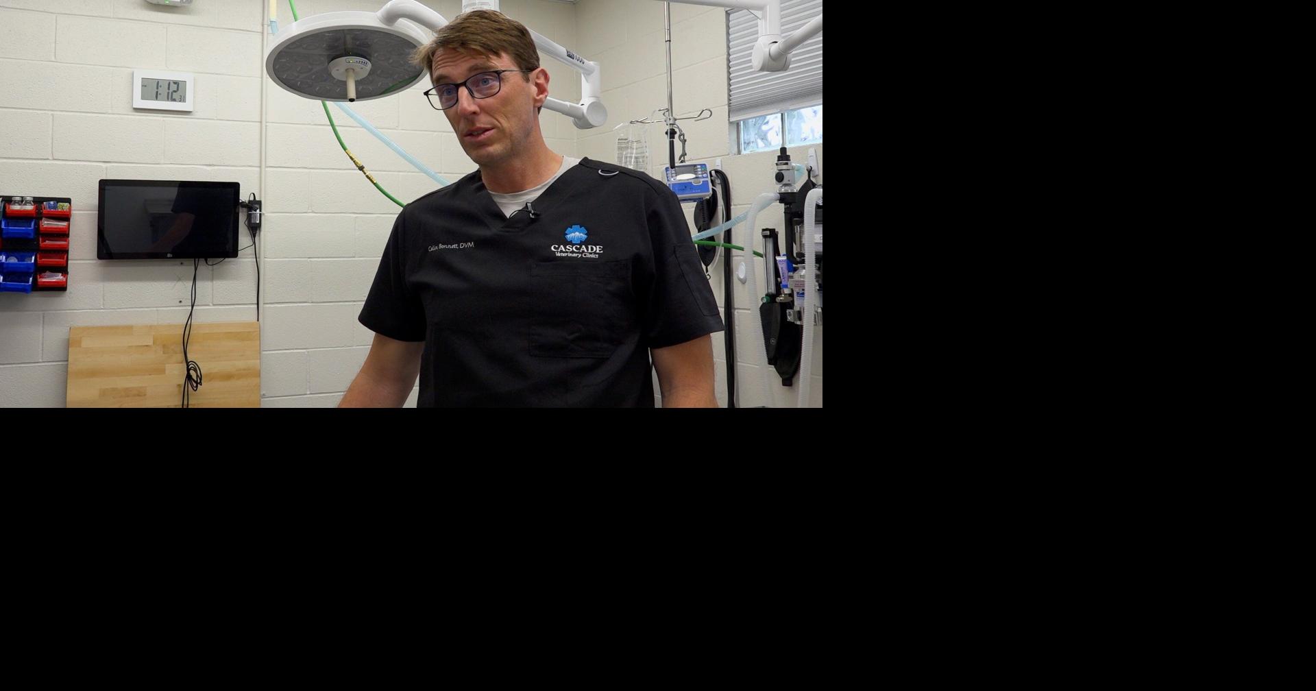 Unknown infectious canine respiratory disease | Local veterinarian ...