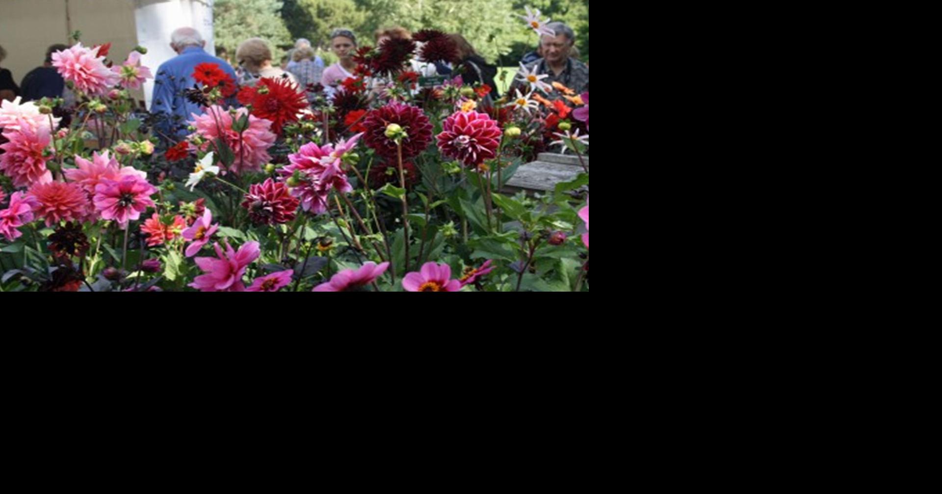 Last NCW Dahlia Show of the season to visit Pybus Market | Local News ...