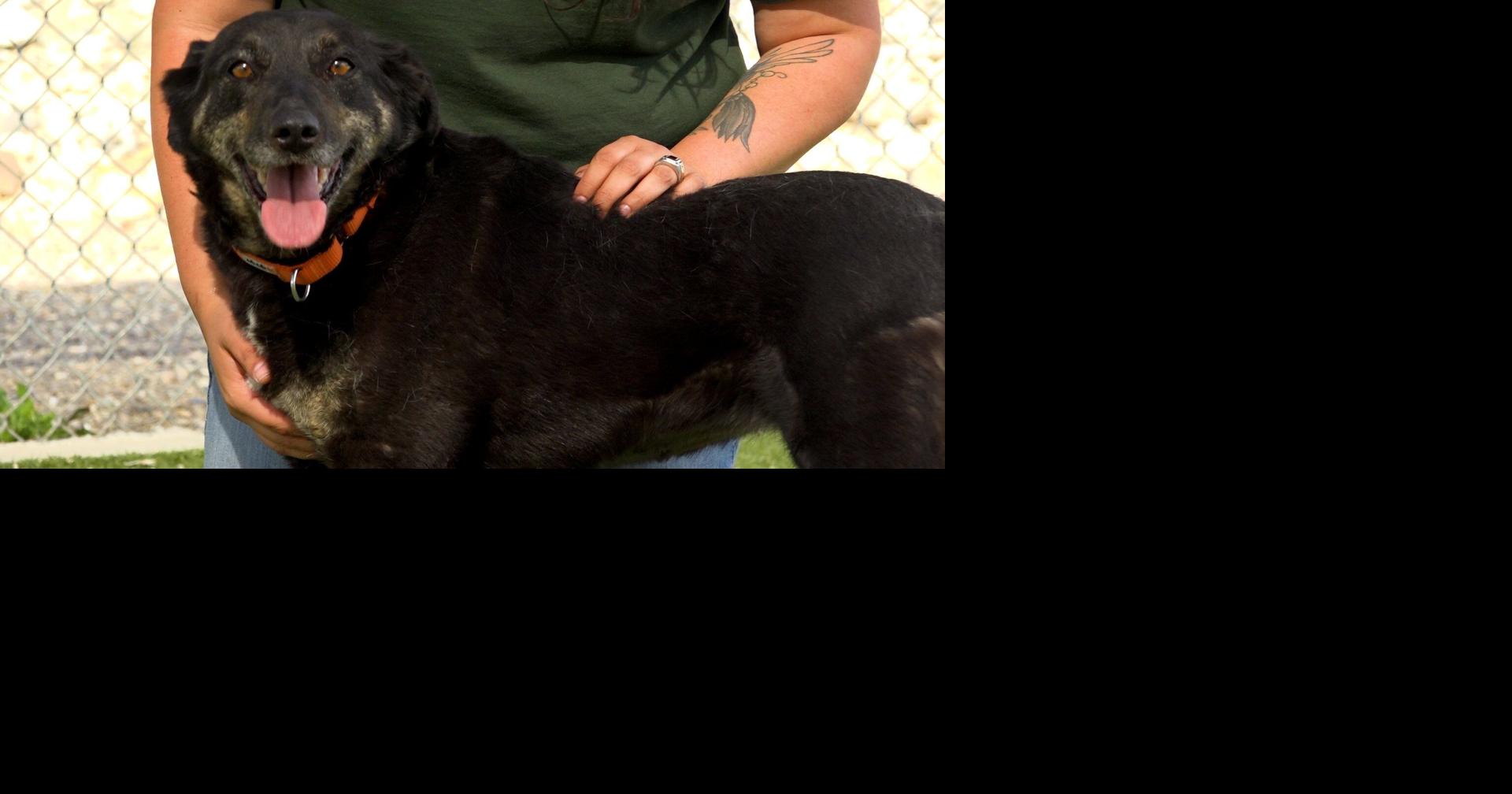 Paws for Pets: Luna the Dog | News | ncwlife.com