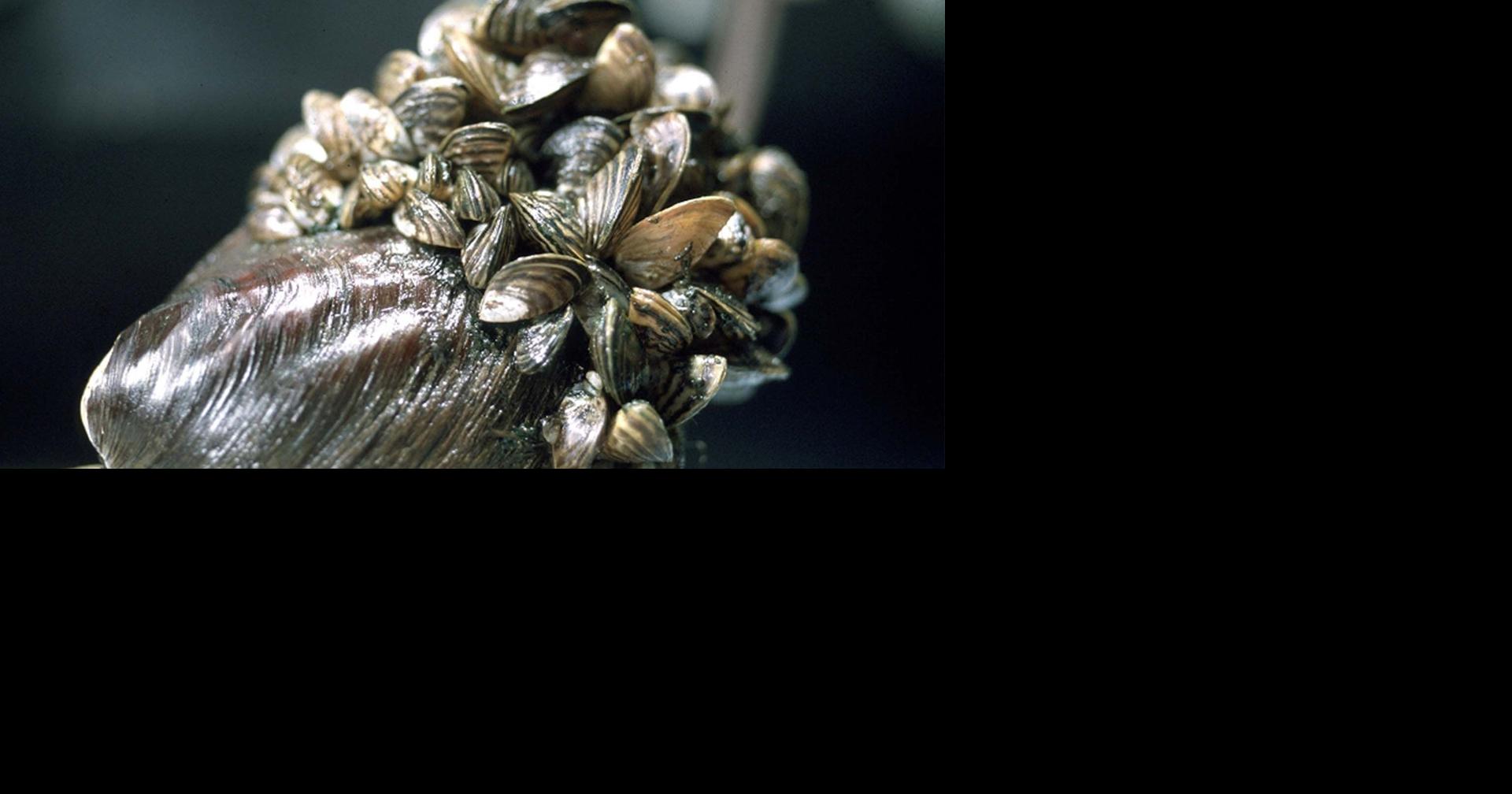 Watercraft inspections for invasive mussels to proceed at Lake Chelan ...