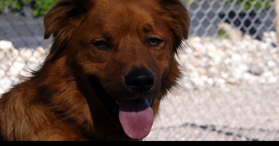 Paws for Pets: Meet Felix | News | ncwlife.com