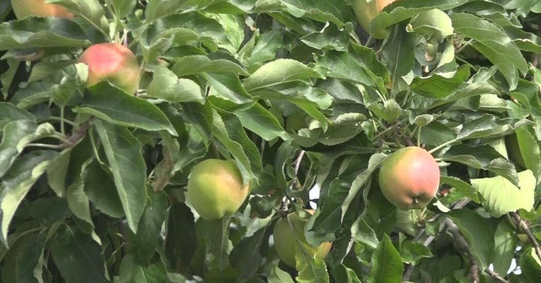 Smaller Washington Apple Crop Projected | Wenatchee Valley & NCW ...