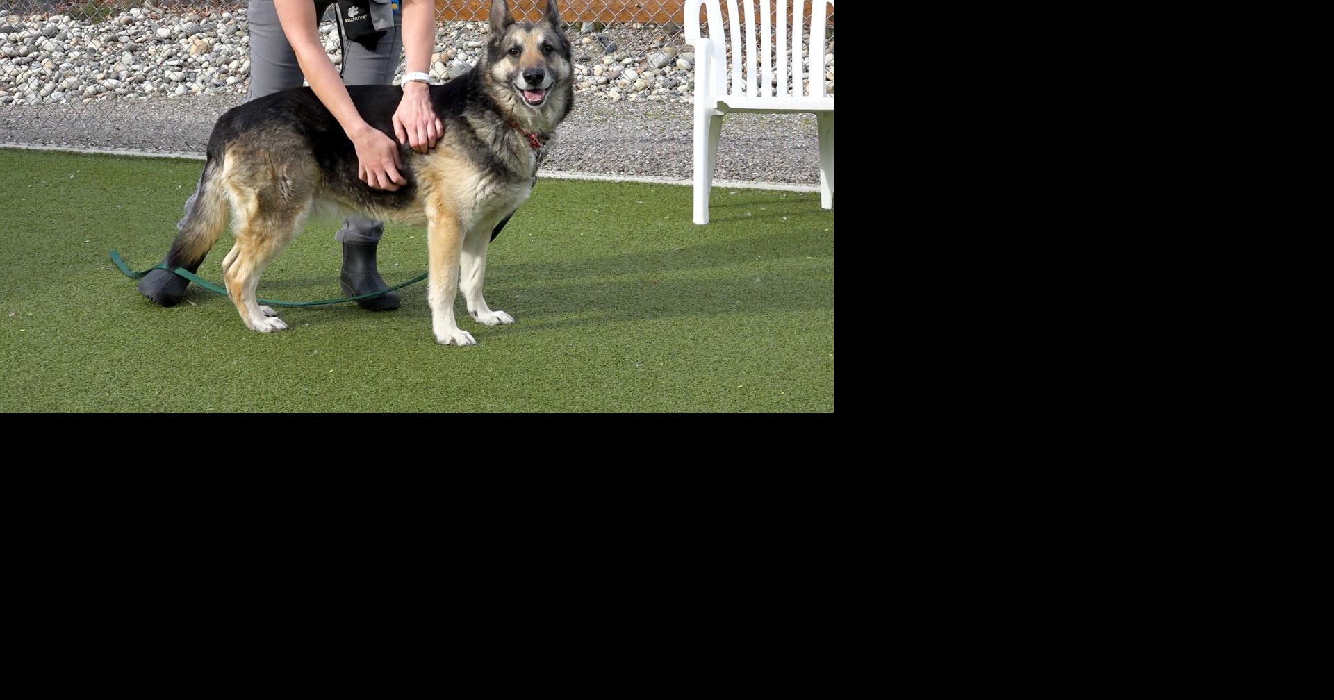 Paws for Pets: Kodiak the Dog | News | ncwlife.com