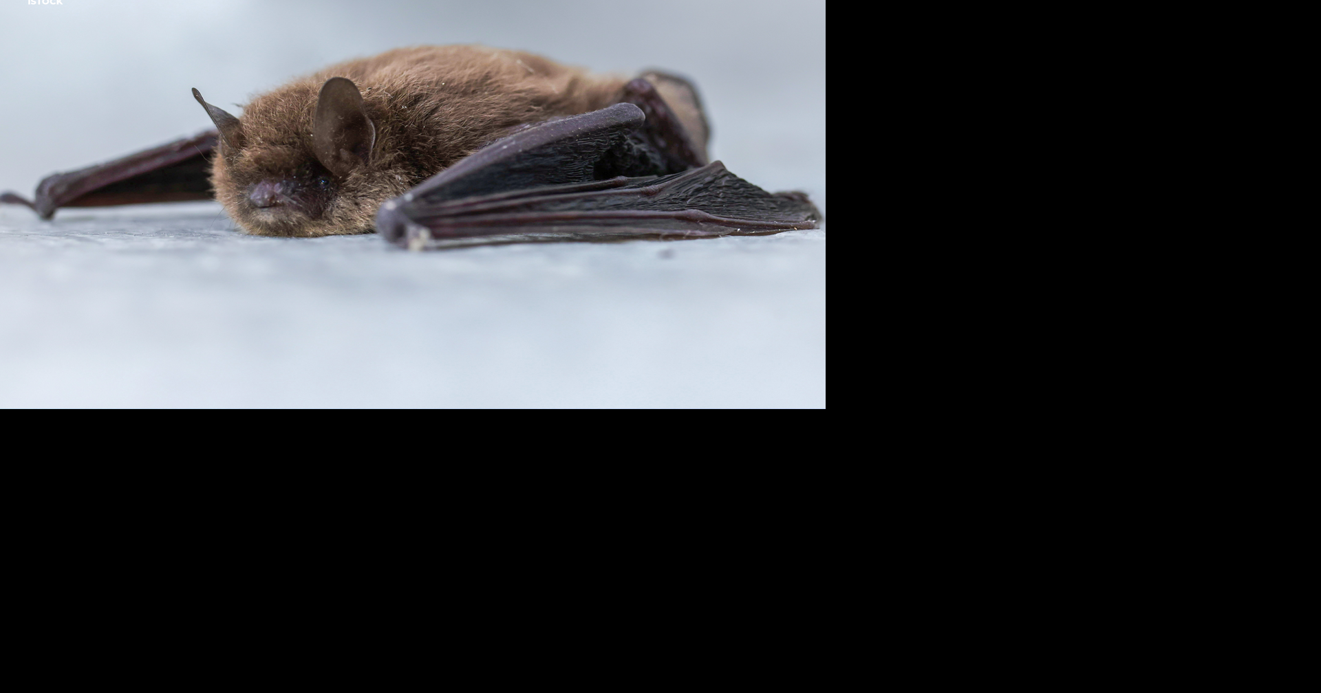 Chelan County bat tests positive for rabies | News | ncwlife.com