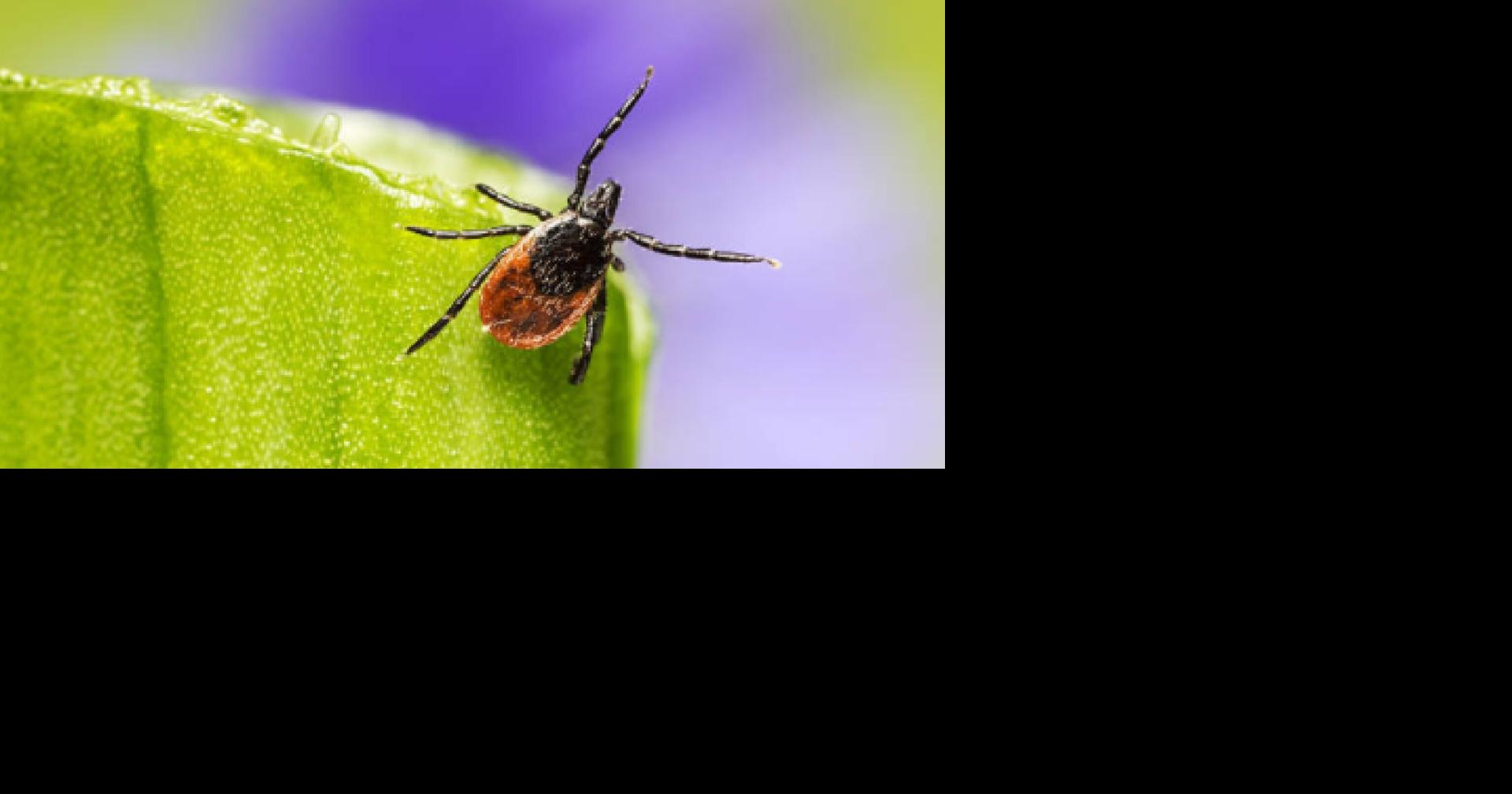 Campers reminded to watch for ticks, snakes | Community | ncwlife.com