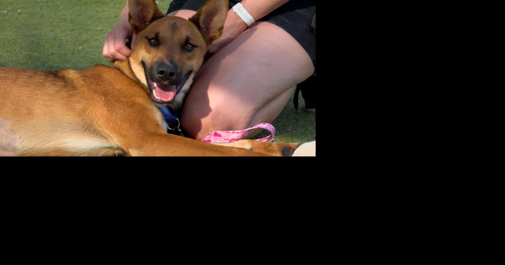 Paws for Pets: Ginger the Dog | Wenatchee Valley & NCW | ncwlife.com