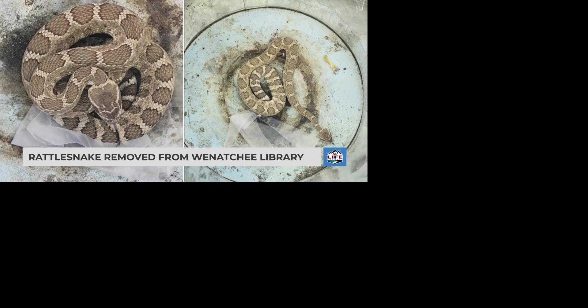 Unexpected guest removed from Wenatchee Library | Videos | ncwlife.com
