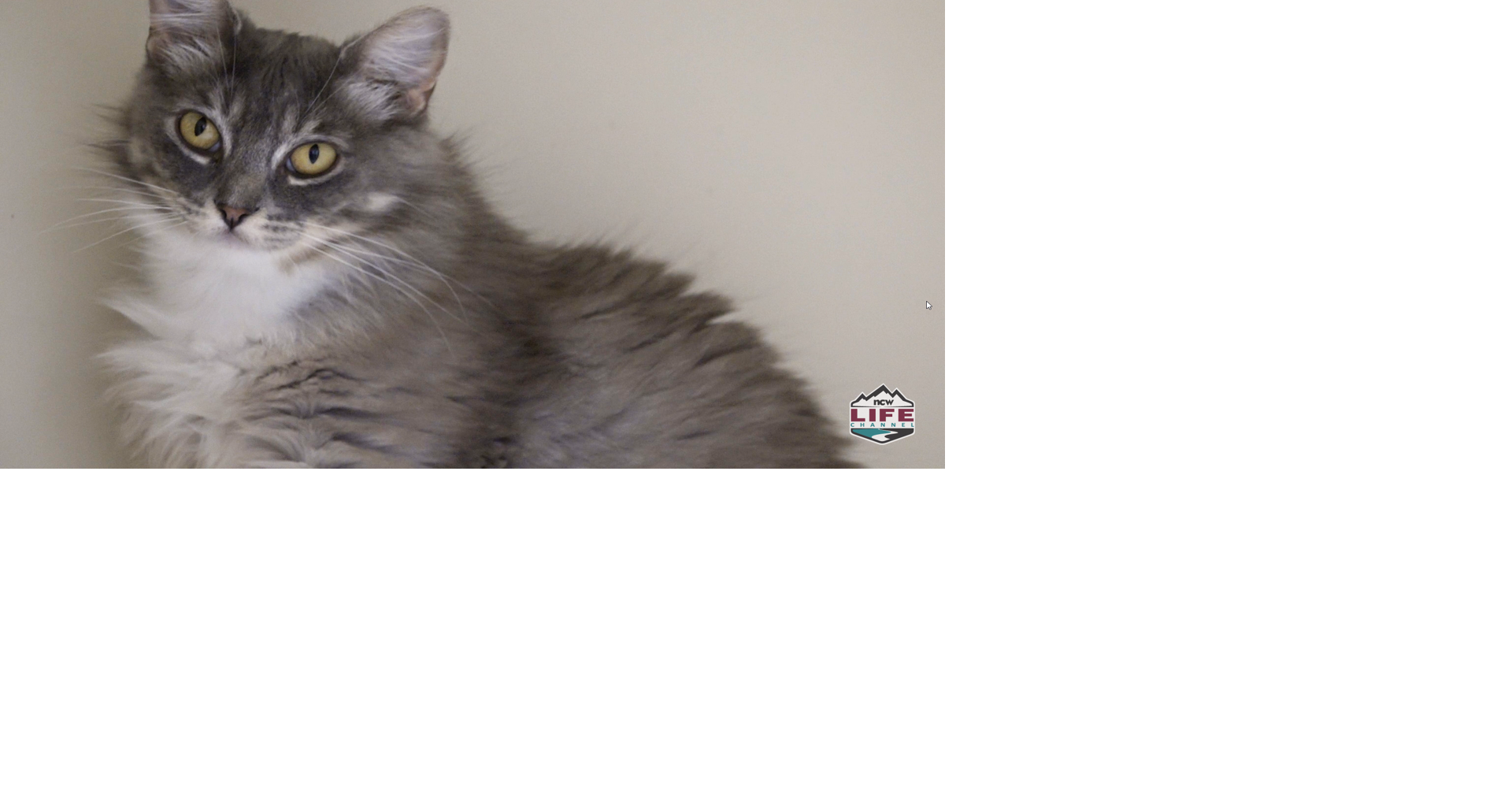 Paws for Pets – Gemma the Cat | Community | ncwlife.com