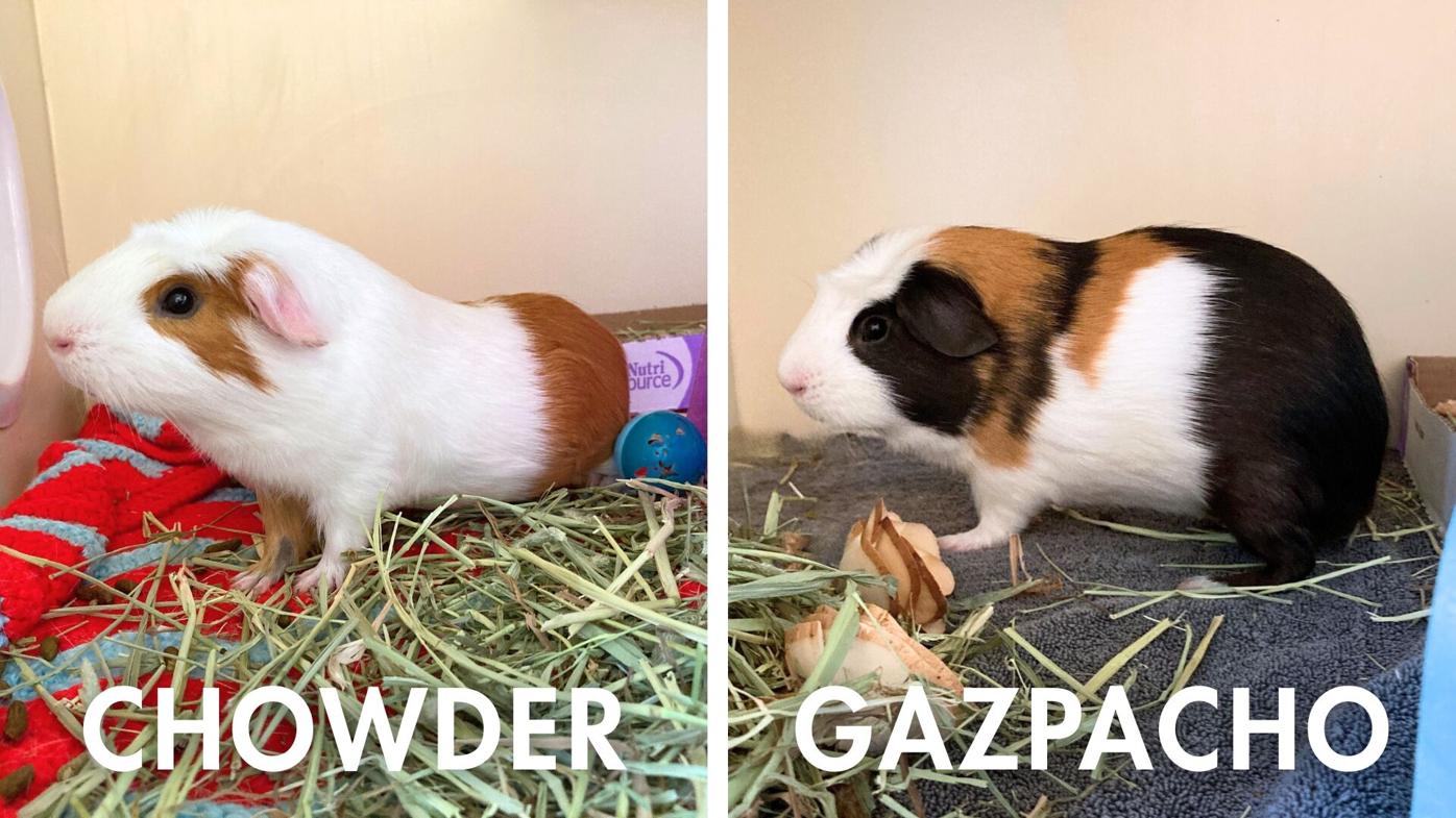 chowder gazpacho dying