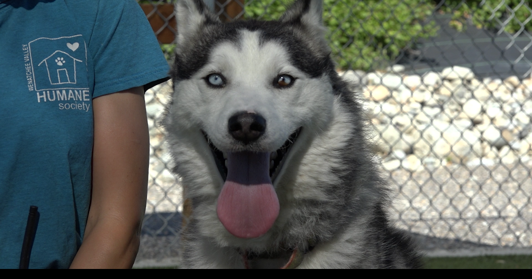 Paws for Pets: Meet Seward | Wenatchee Valley & NCW | ncwlife.com