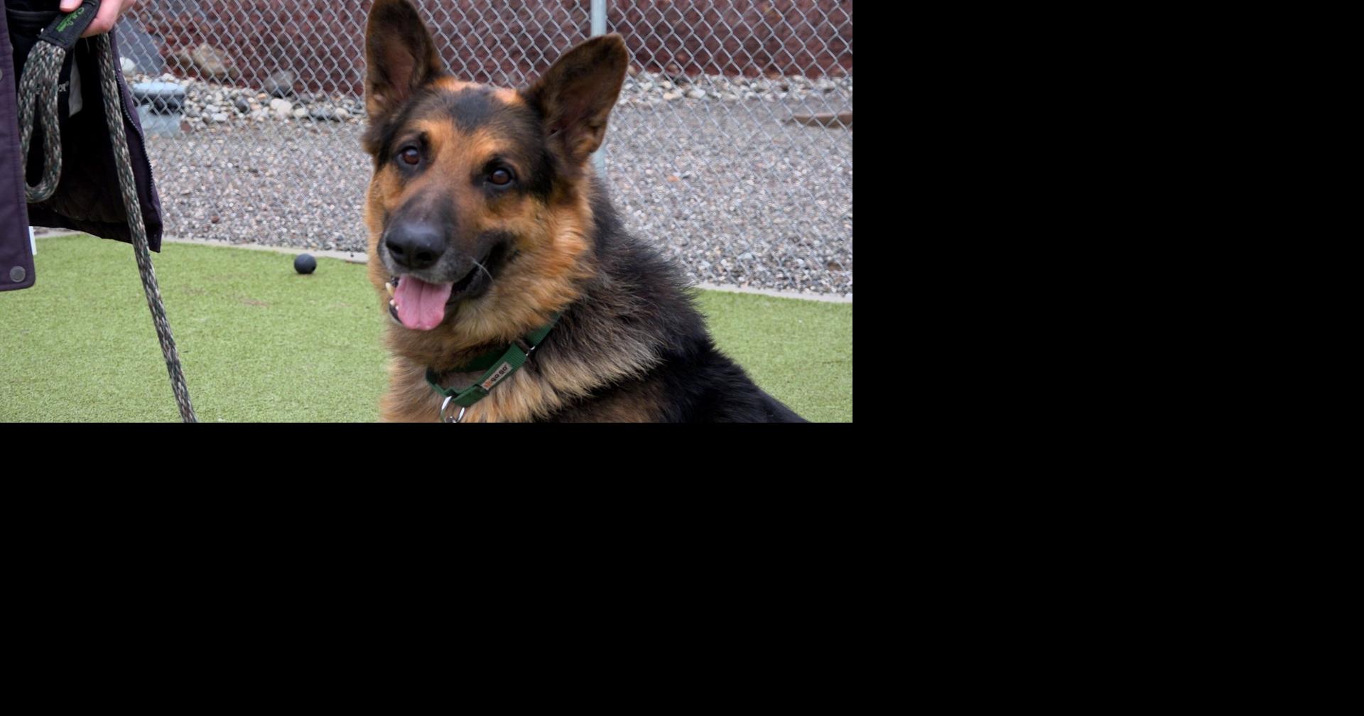 Paws for Pets: Kylo the Dog | News | ncwlife.com