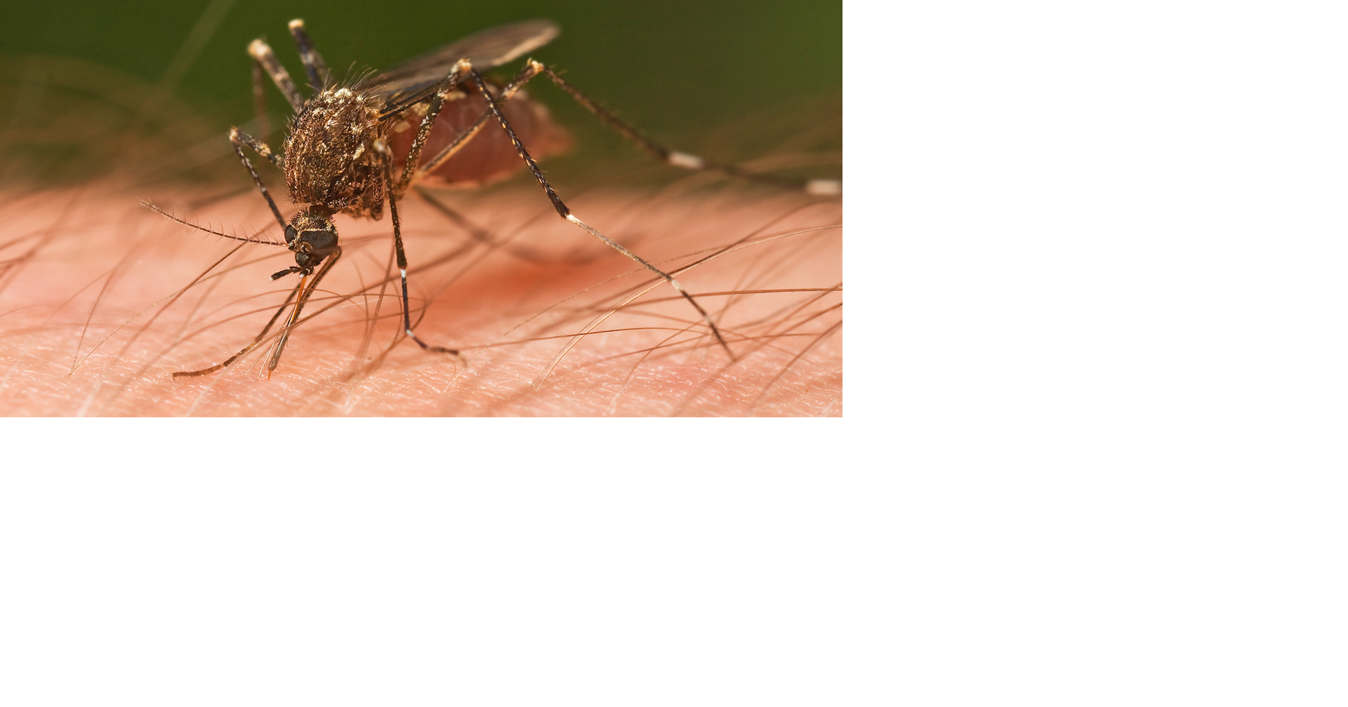 West Nile spotted in Grant County mosquitoes | News | ncwlife.com