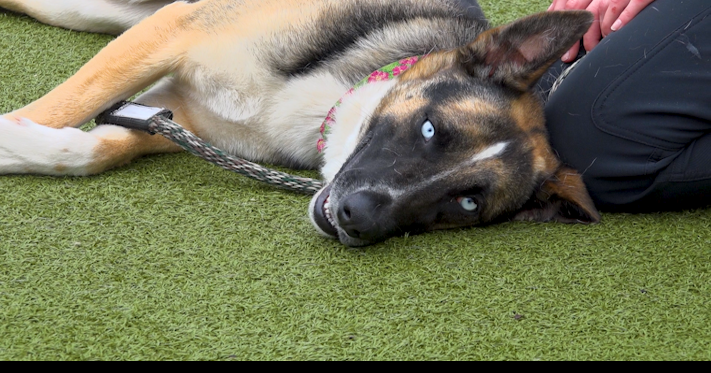 Paws for Pets: Nani the Dog | Wenatchee Valley & NCW | ncwlife.com