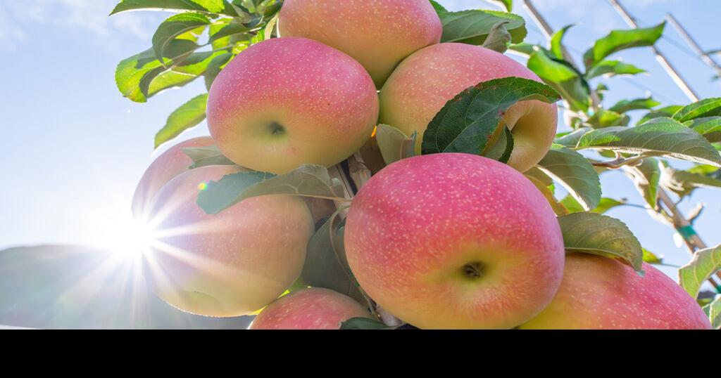 Washington State University’s WA 64 apple named “Sunflare” after ...