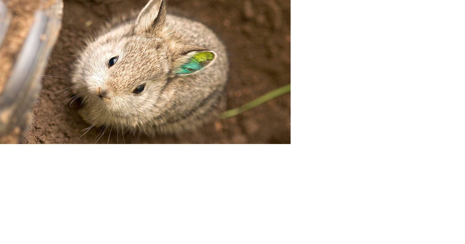 Pygmy rabbit’s endangered status up for review | Wenatchee Valley & NCW ...