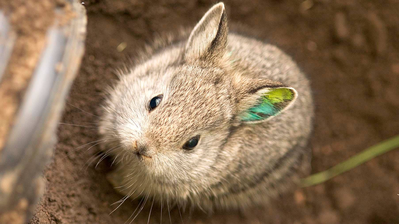 rabbit pygmy