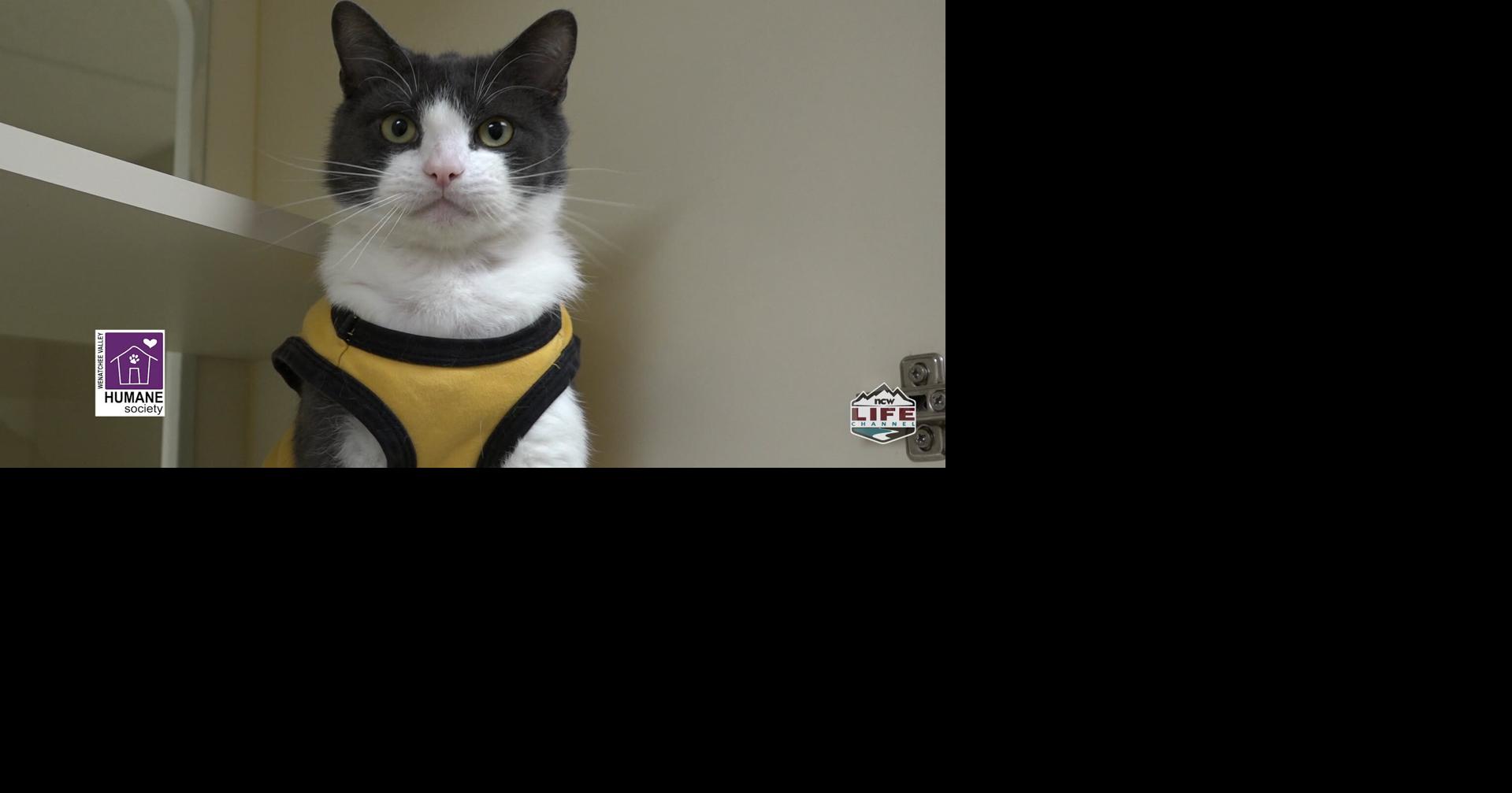 Kennel Kameos – Joshua | News | ncwlife.com