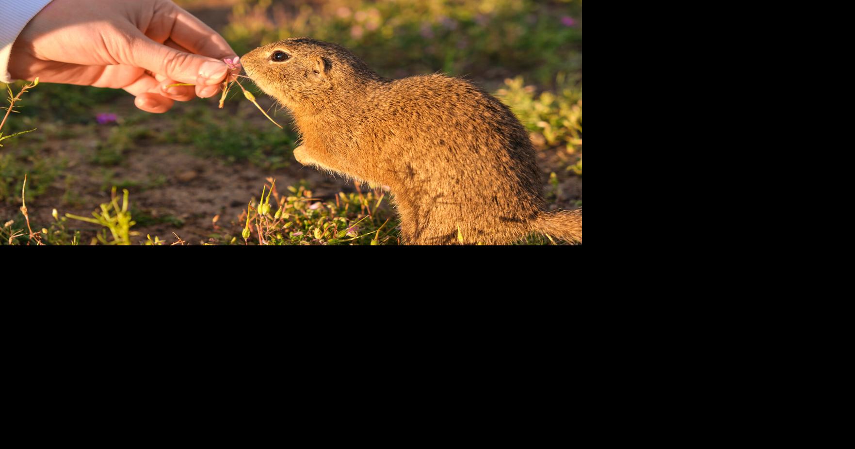 WDFW seeking information on ground squirrel species | News | ncwlife.com