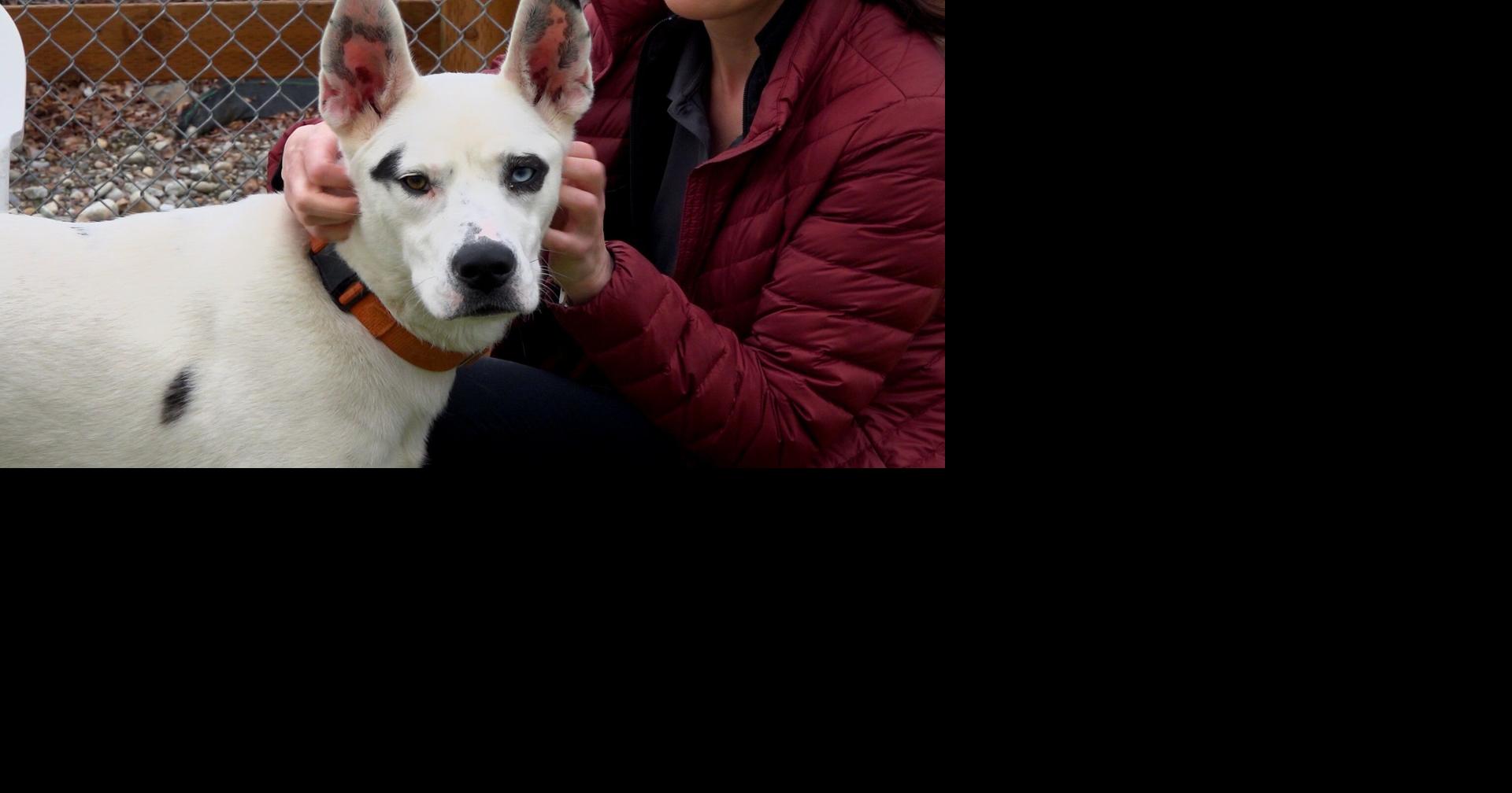 Paws for Pets: Aspen the Dog | News | ncwlife.com