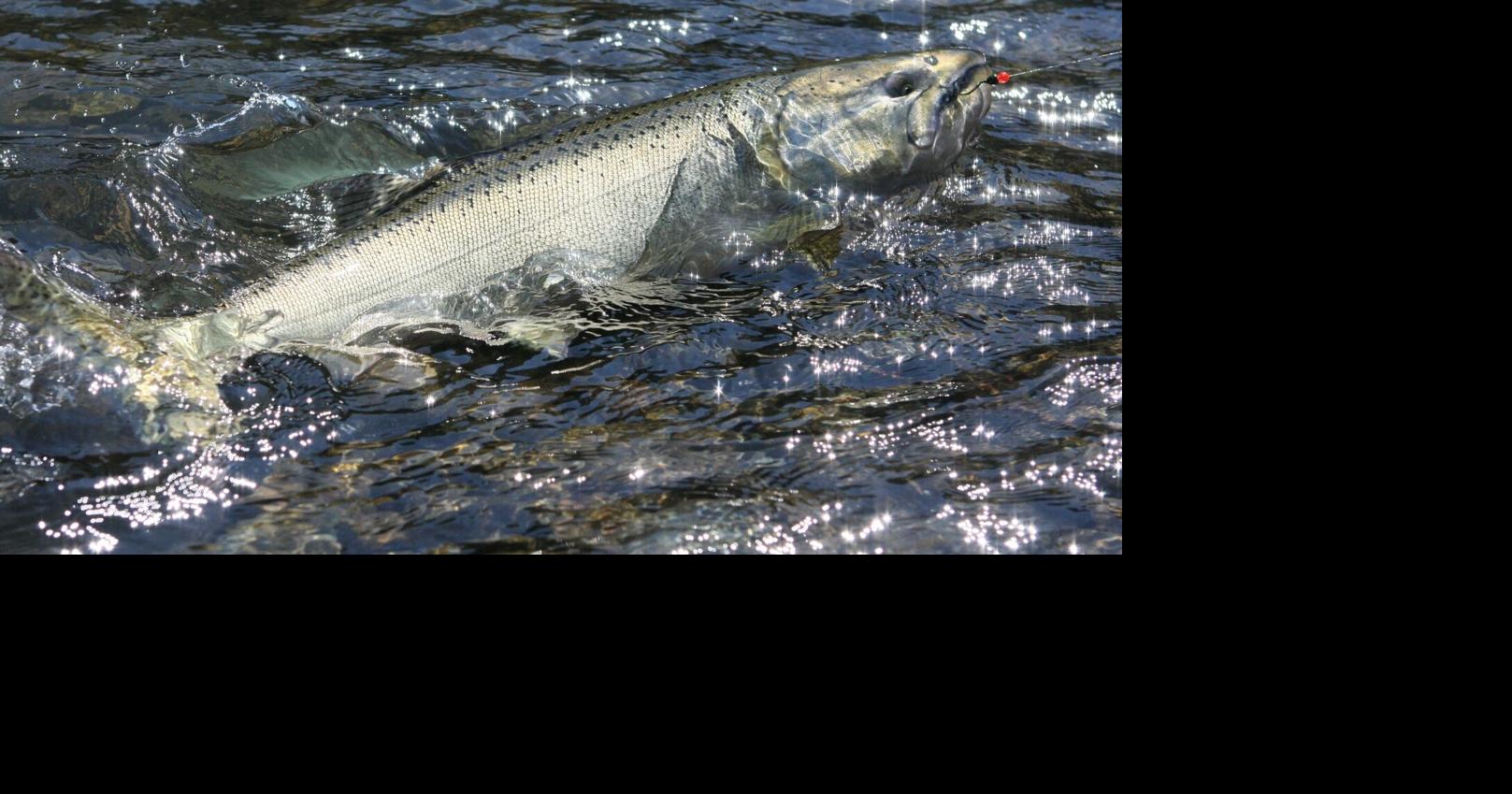 Chinook season opens in Leavenworth waterway | News | ncwlife.com