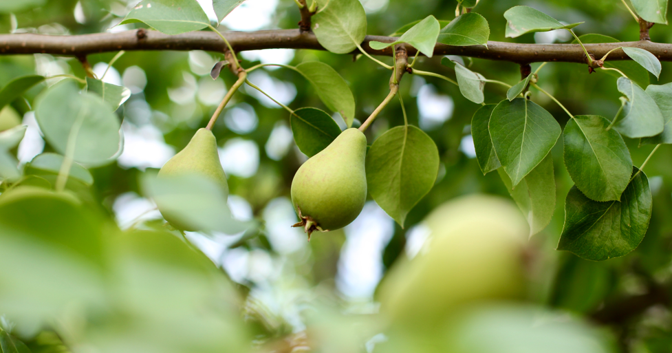 ‘The smallest pear crop in 40 years’ | Cold weather hurts 2024 pear ...