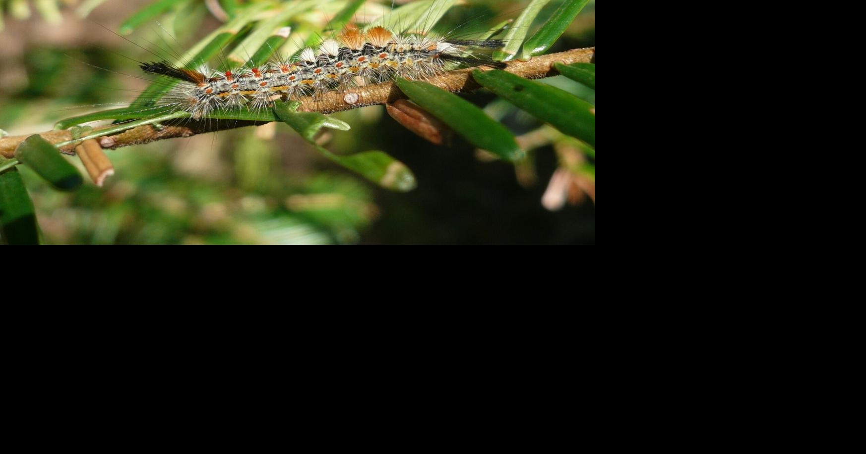 Tussock moth infestation dies out after damaging 7,000 NCW forest acres ...
