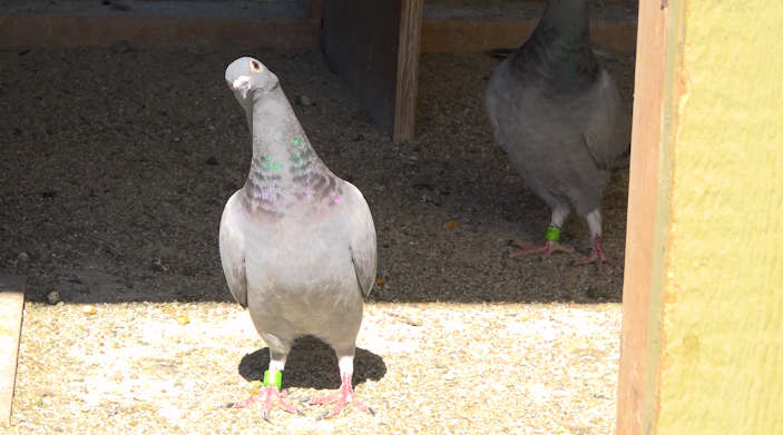 ‘The racehorses of the sky’ | Meet Jeff Life. He races pigeons ...