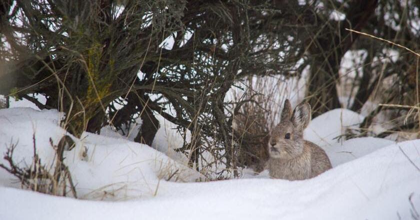 Drones to survey pygmy rabbits' sageland habitat | Wenatchee Valley ...