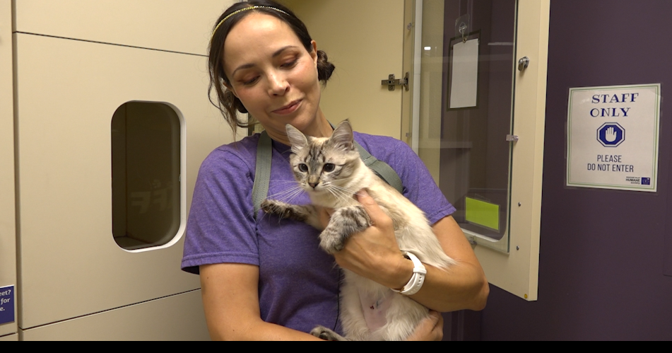 Paws for Pets: Meet Juno | News | ncwlife.com