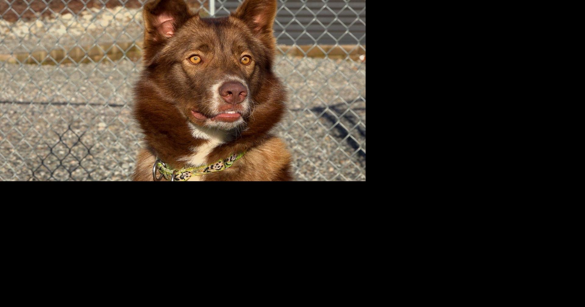 Paws for Pets: Payton the Dog | Wenatchee Valley & NCW | ncwlife.com