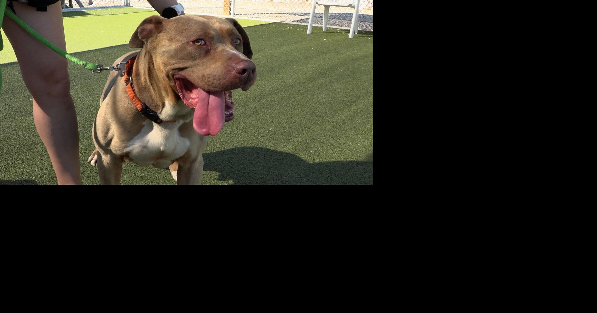 Paws for Pets: Dozer the Dog | News | ncwlife.com