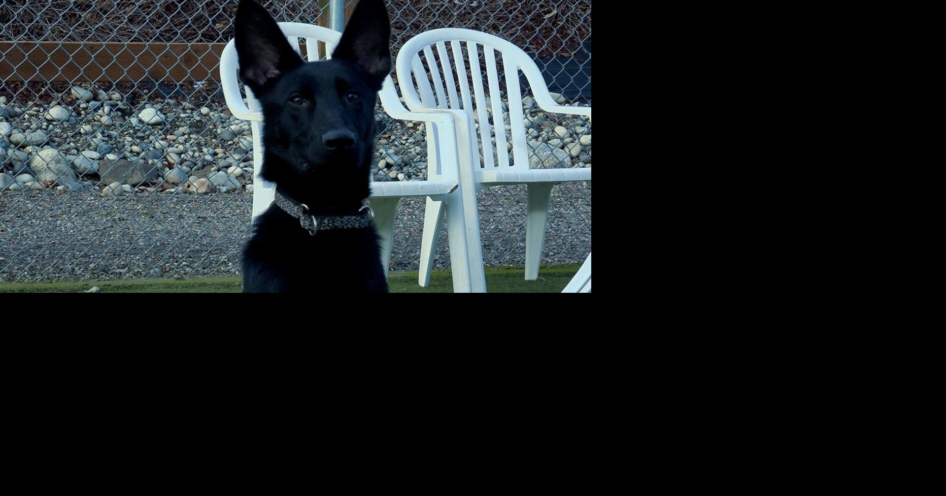 Paws for Pets: Fae the Dog | News | ncwlife.com
