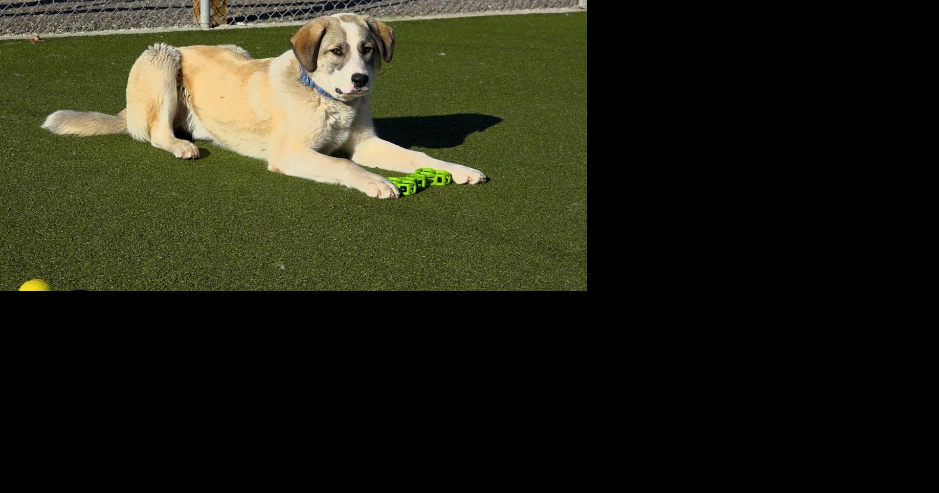 Paws for Pets: Isaac the Dog | News | ncwlife.com