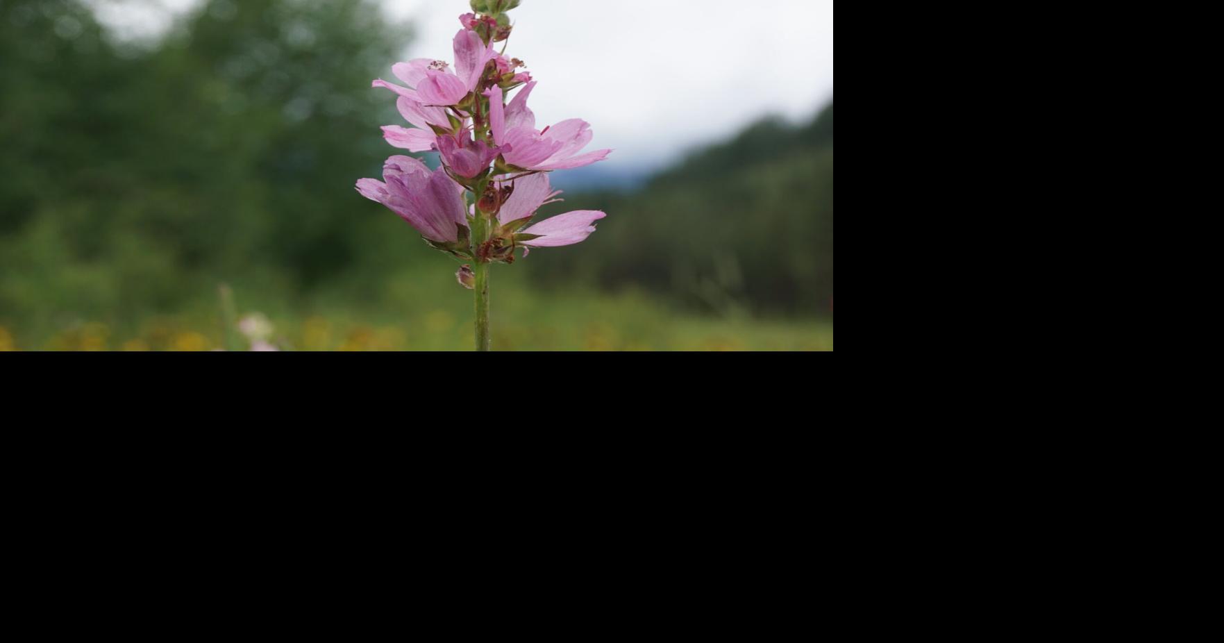 Team awarded for checker-mallow research and conservation | News ...