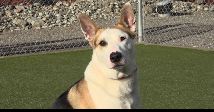 Paws for Pets: Katrina the Dog | Wenatchee Valley & NCW | ncwlife.com
