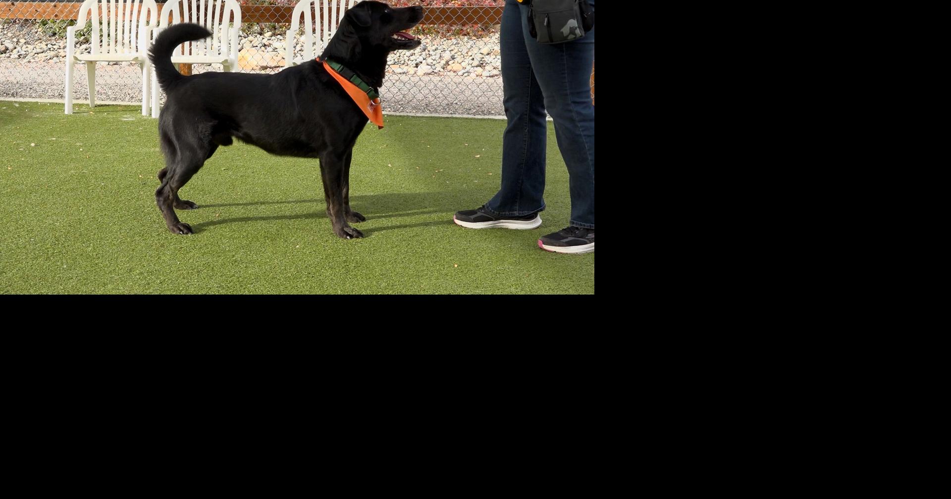 Paws for Pets: Tango the Dog | Wenatchee Valley & NCW | ncwlife.com