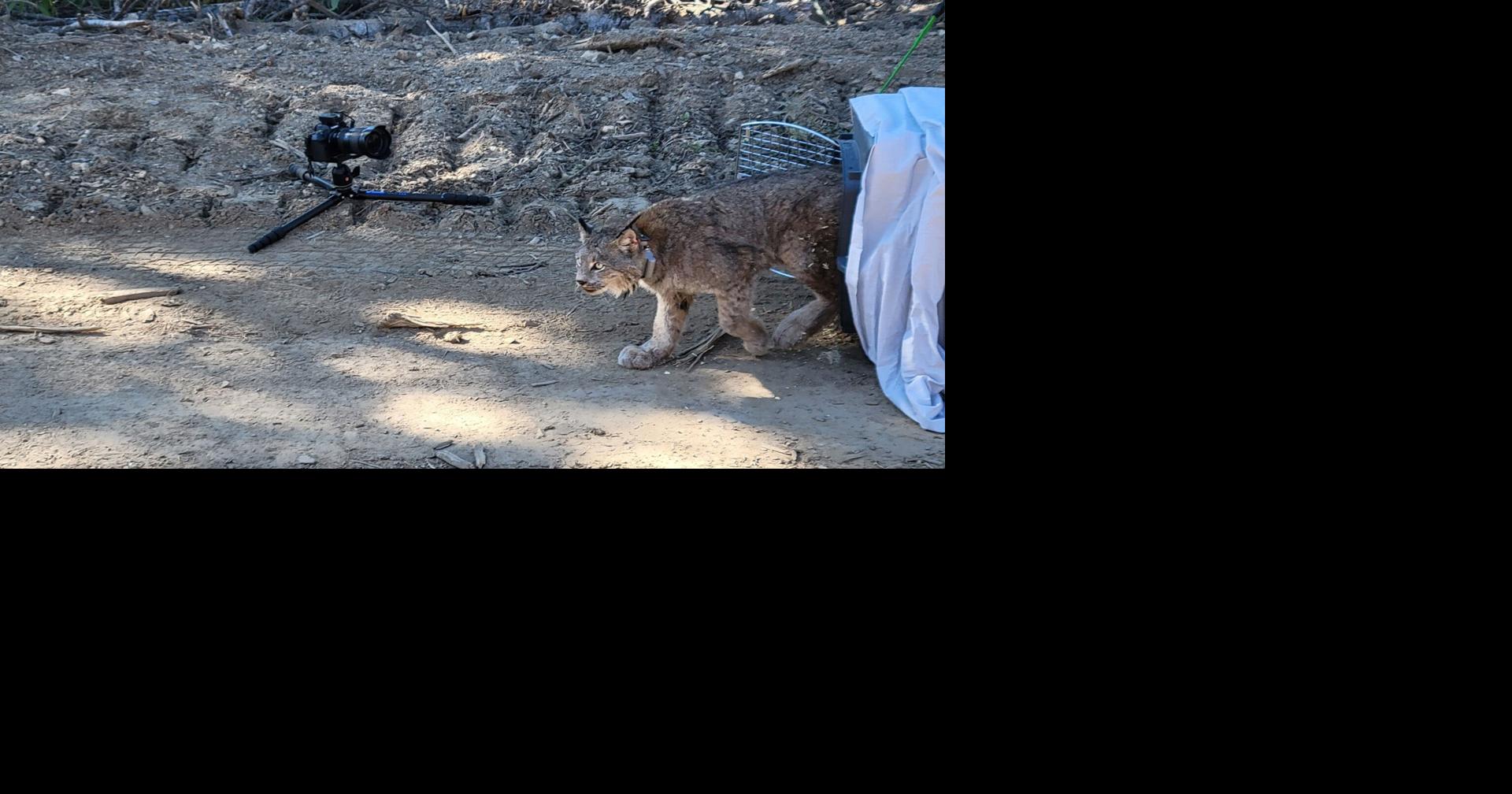 Colville lynx reintroduction program releases 10 cats on reservation ...