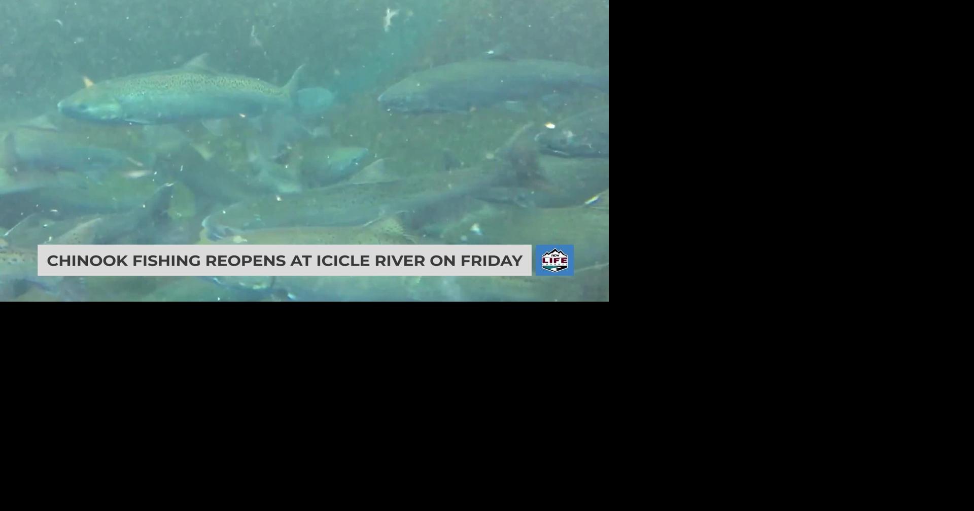 Chinook fishing reopens at Icicle River Friday! | Videos | ncwlife.com